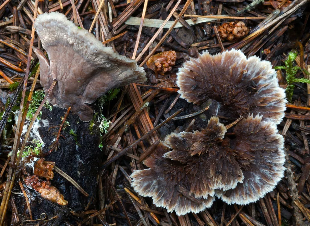 Thelephoraceae | Humboldt Life | Lost Coast Outpost | Humboldt County News