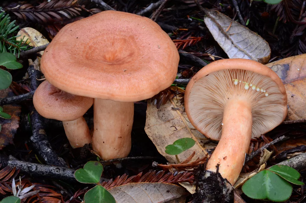 Lactarius xanthogalactus (Yellow-staining milk cap) | Humboldt Life ...