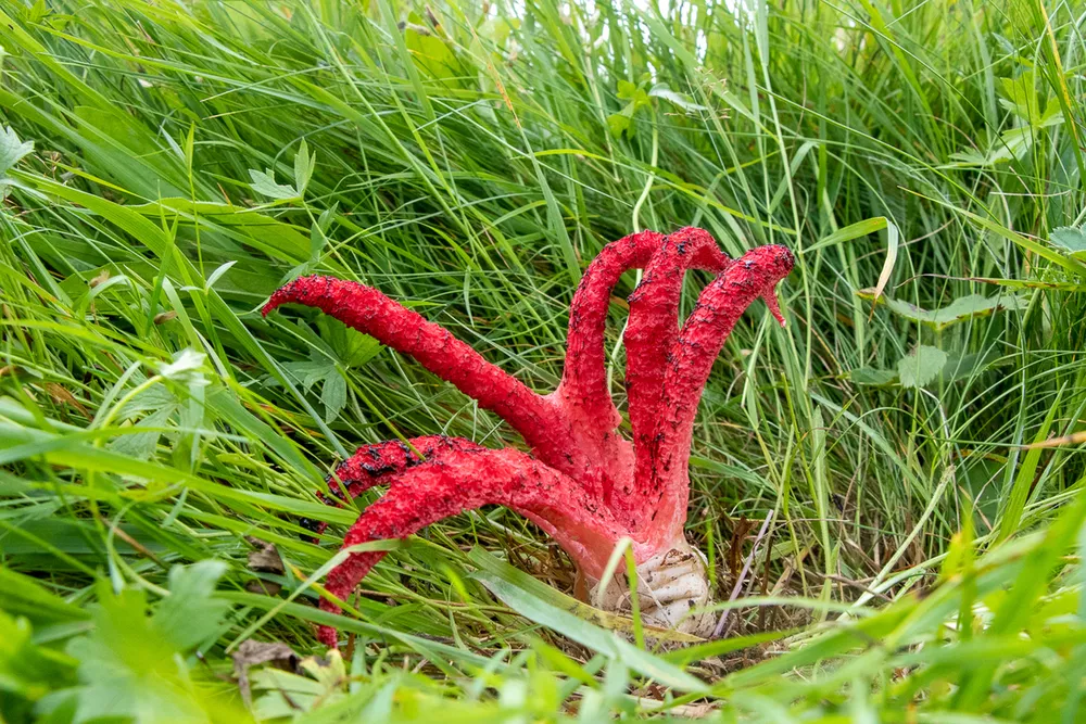 Clathrus archeri (Devil's-fingers) | Humboldt Life | Lost Coast Outpost ...