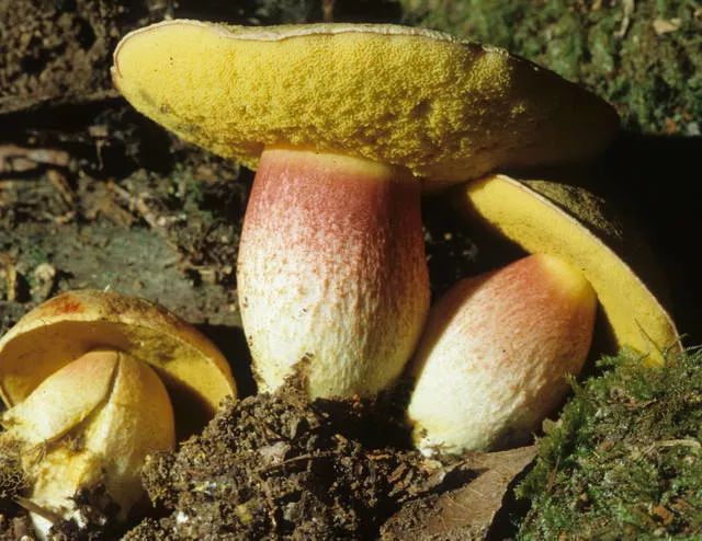 Boletus smithii (Smith's bolete) | Humboldt Life | Lost Coast Outpost ...