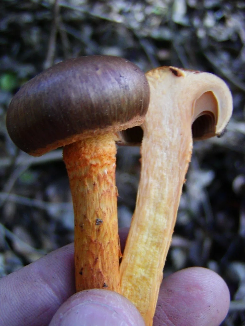 Chroogomphus vinicolor (Pine spikes) | Humboldt Life | Lost Coast ...