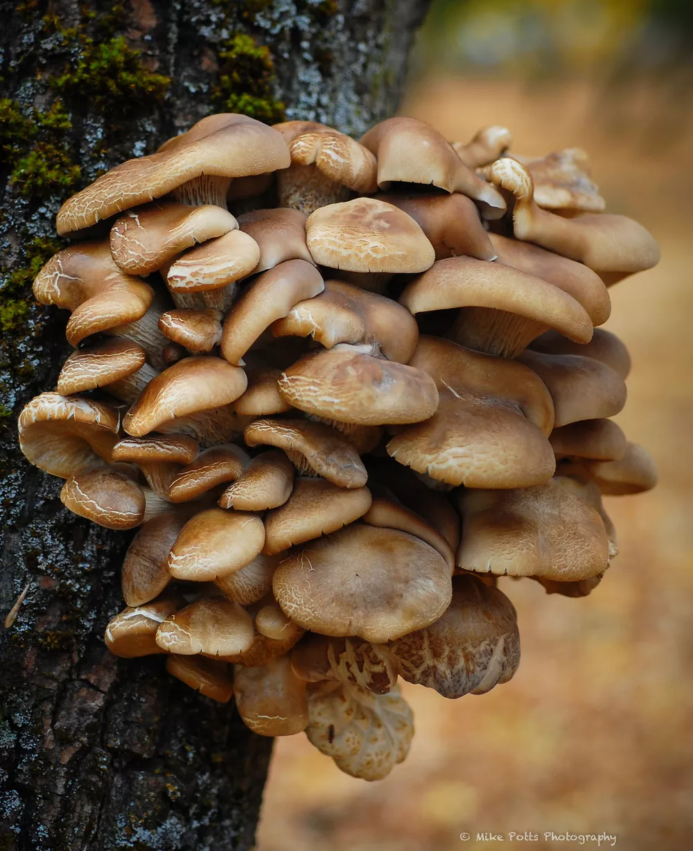 Pleurotus populinus (Aspen oyster mushroom) | Humboldt Life | Lost ...