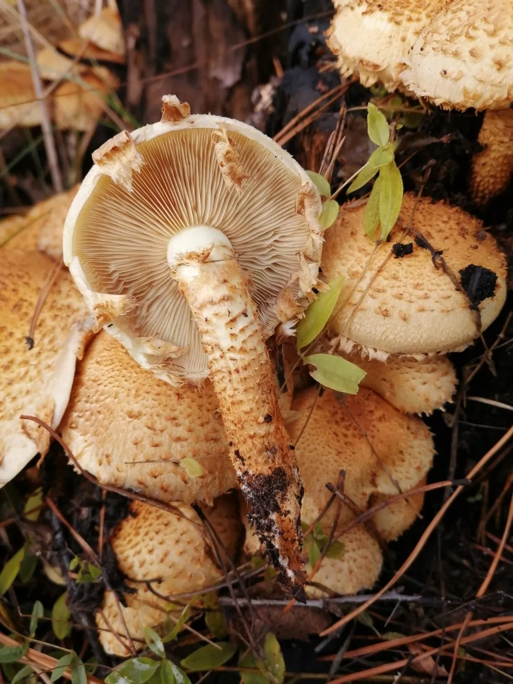 Pholiota squarrosa (Shaggy scalycap) | Humboldt Life | Lost Coast ...