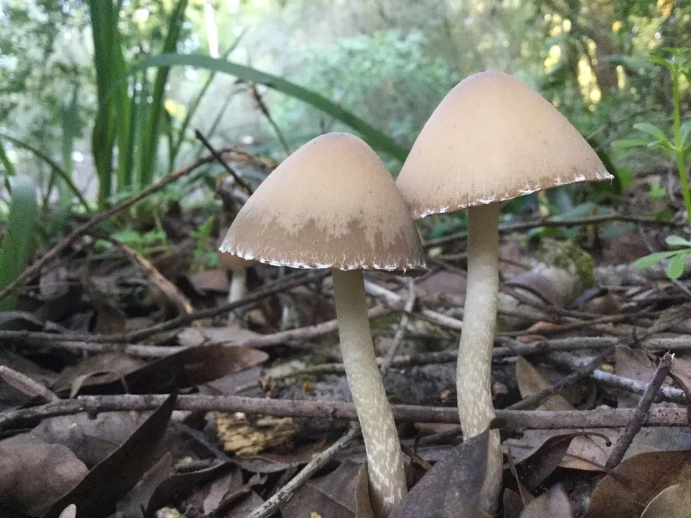 Psathyrella longipes (Tall psathyrella) | Humboldt Life | Lost Coast ...
