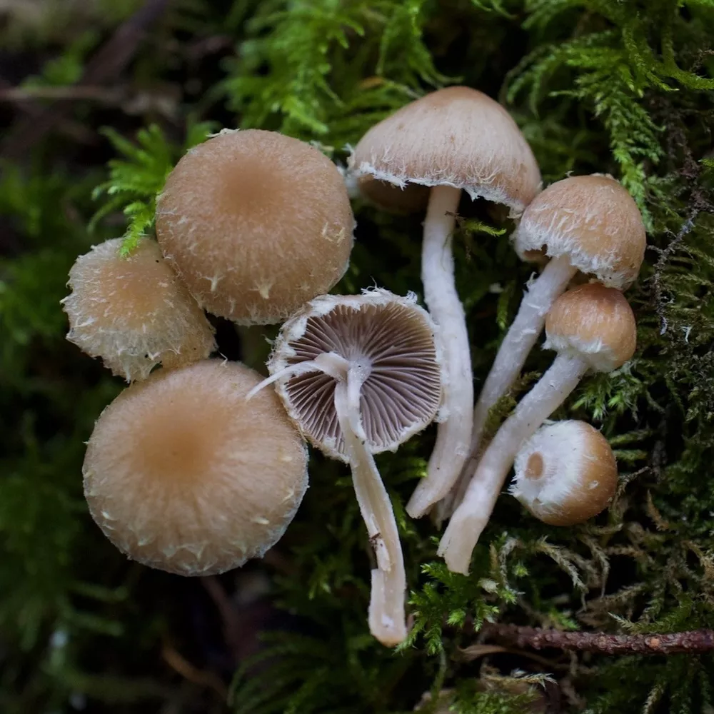 Psathyrellaceae | Humboldt Life | Lost Coast Outpost | Humboldt County News
