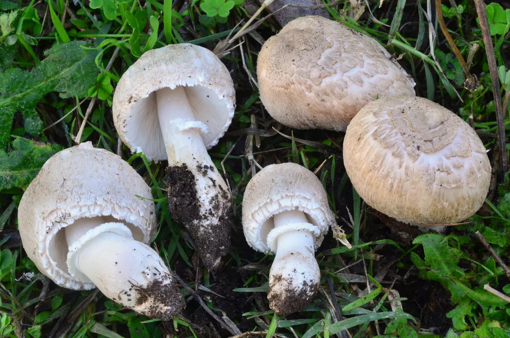 Leucoagaricus barssii (Smoky dapperling) | Humboldt Life | Lost Coast ...