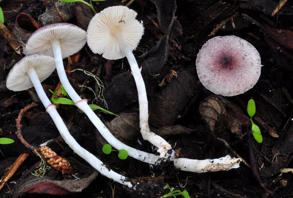 Leucoagaricus | Humboldt Life | Lost Coast Outpost | Humboldt County News