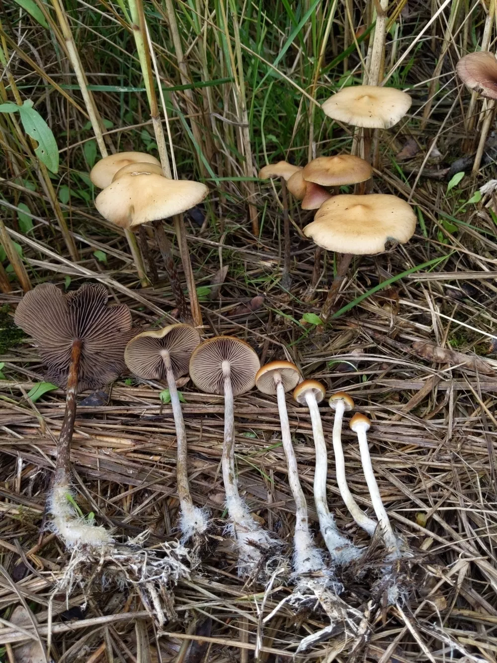 Psilocybe azurescens | Humboldt Life | Lost Coast Outpost | Humboldt ...