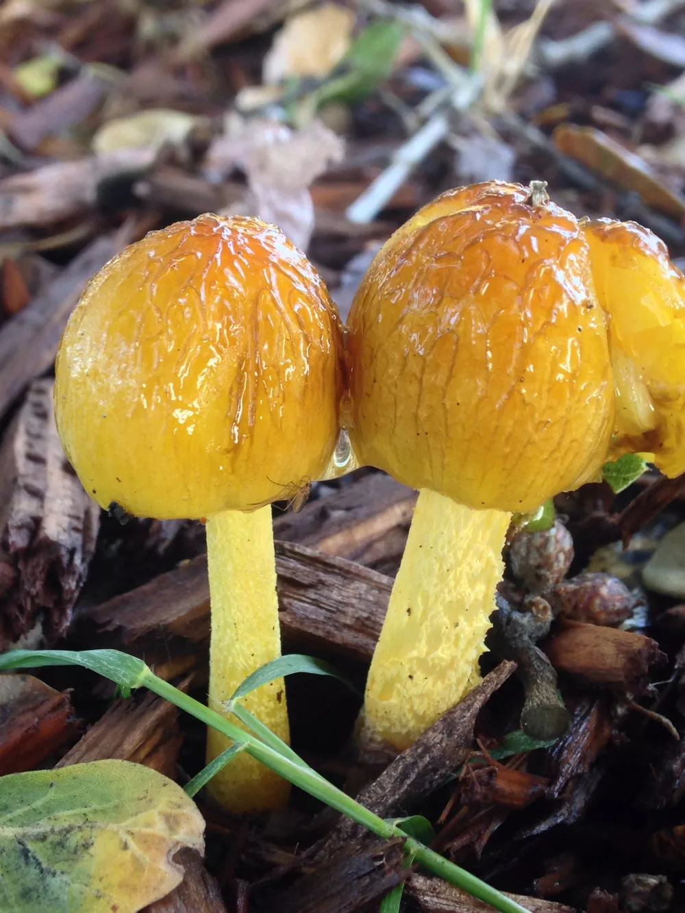 Bolbitius titubans olivaceus | Humboldt Life | Lost Coast Outpost ...