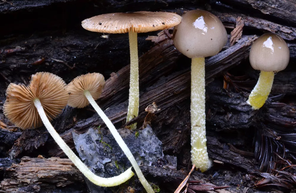 Bolbitius aleuriatus | Humboldt Life | Lost Coast Outpost | Humboldt ...