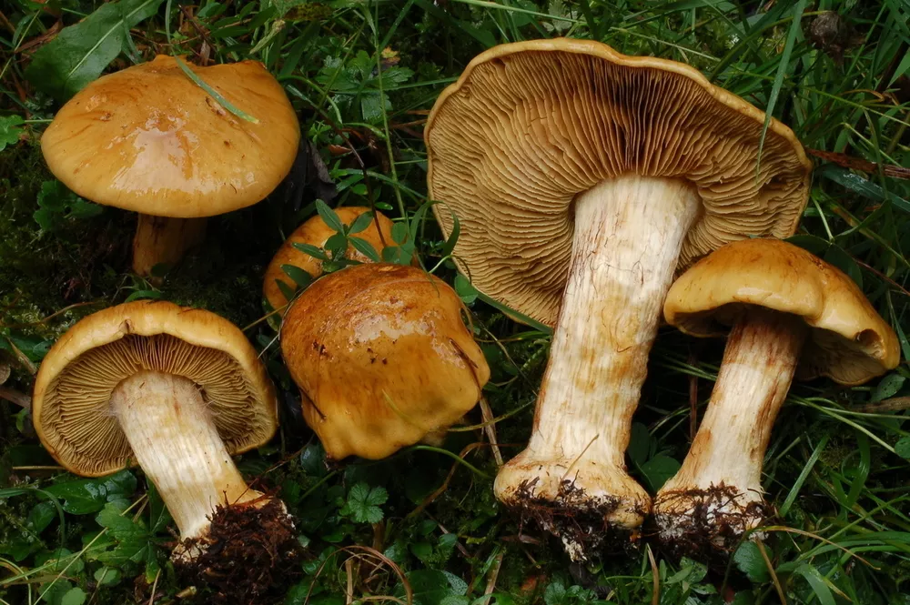 Fulvi | Humboldt Life | Lost Coast Outpost | Humboldt County News
