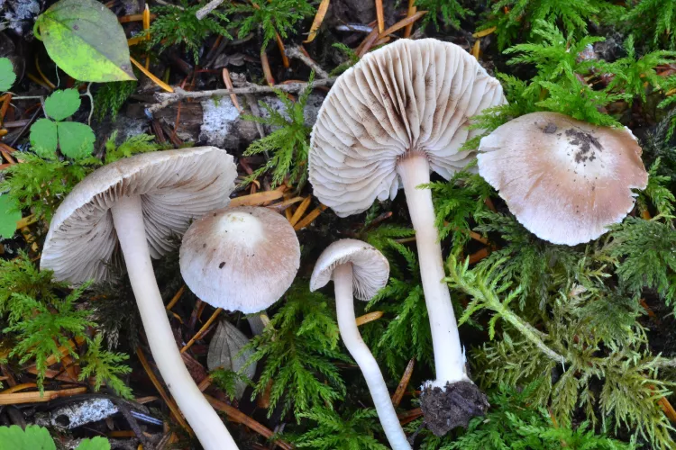 Inocybe grammata | Humboldt Life | Lost Coast Outpost | Humboldt County ...