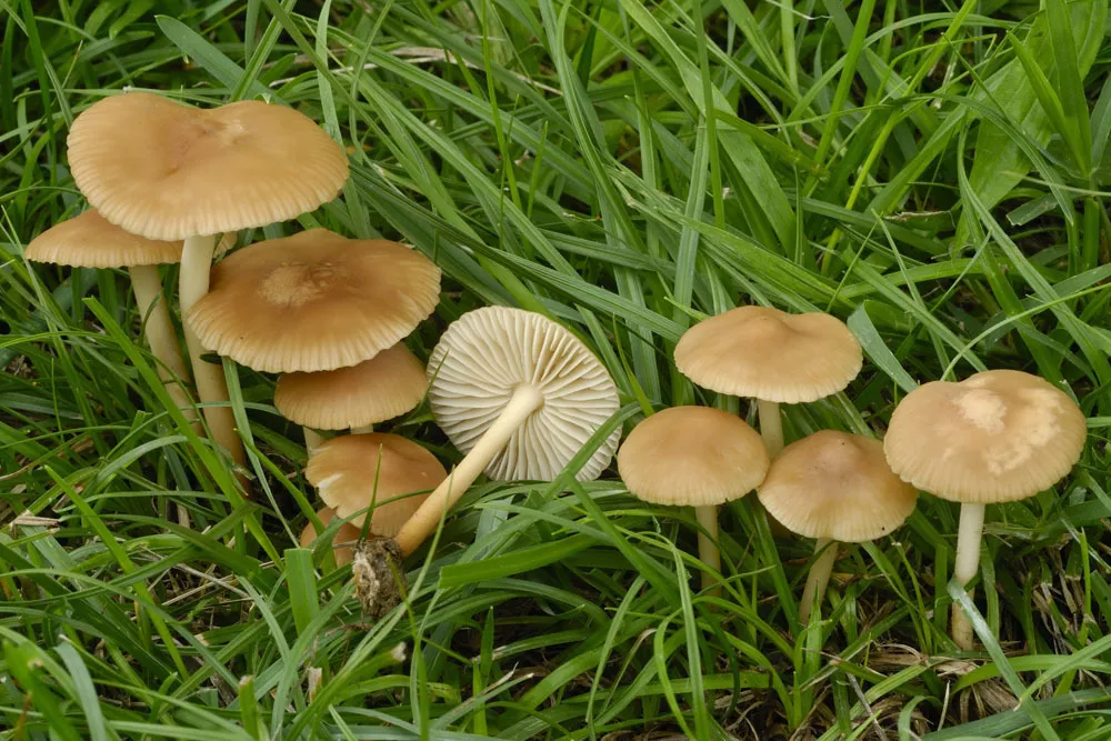 Marasmius oreades (Fairy ring marasmius) | Humboldt Life | Lost Coast ...