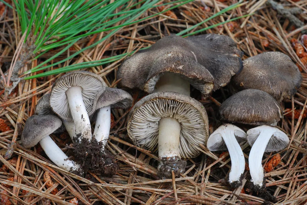 Tricholoma terreum (Grey knight) | Humboldt Life | Lost Coast Outpost ...