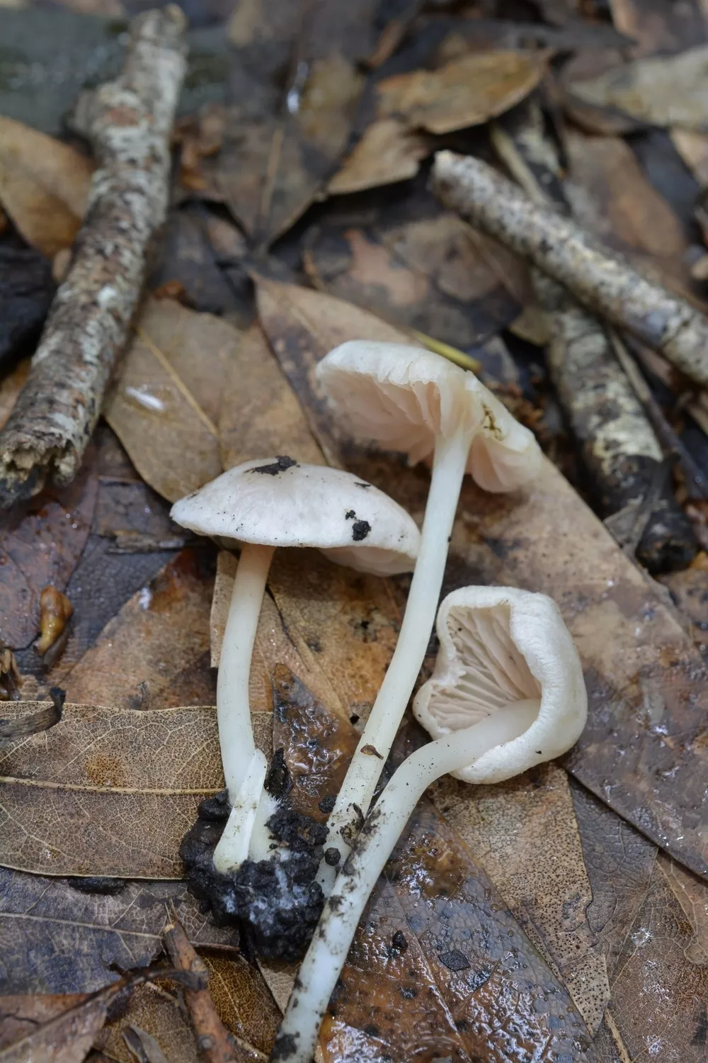 Alboleptonia | Humboldt Life | Lost Coast Outpost | Humboldt County News