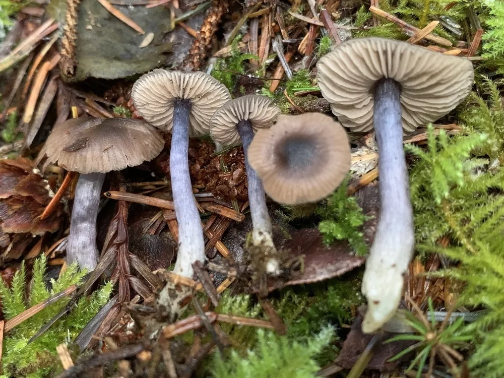 Entoloma trachyosporum | Humboldt Life | Lost Coast Outpost | Humboldt ...