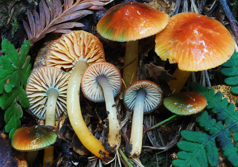 Gliophorus psittacinus (Parrot mushroom) | Humboldt Life | Lost Coast ...