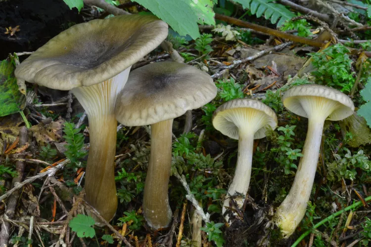 Ampulloclitocybe avellaneialba (Smoky brown funnel) | Humboldt Life ...