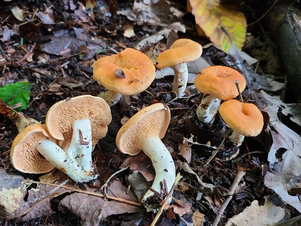 Hydnum umbilicatum (Depressed hedgehog) | Humboldt Life | Lost Coast ...