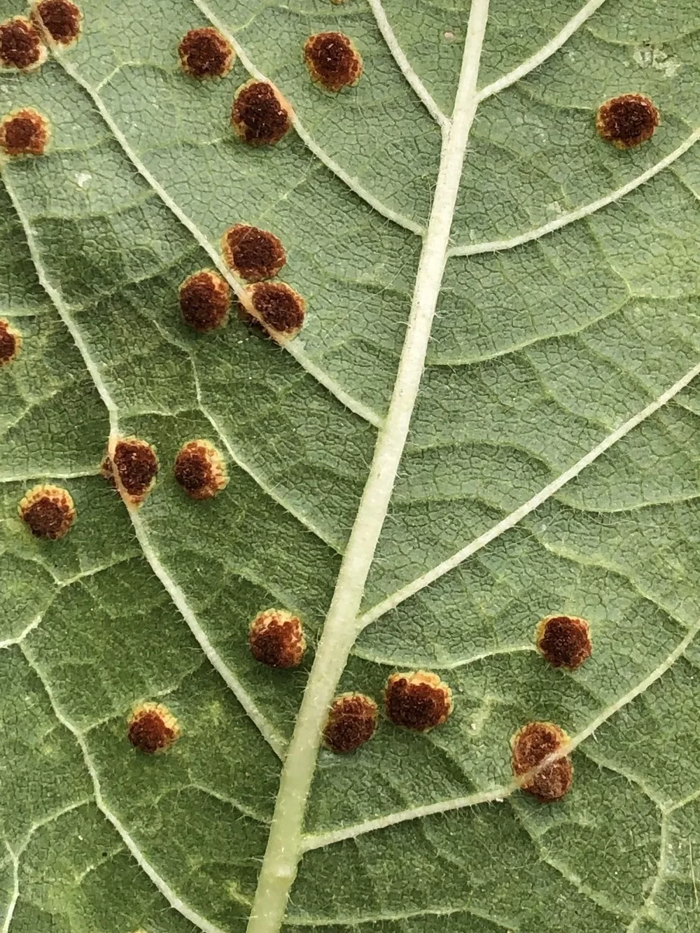 Puccinia (Orange-yellow rusts) | Humboldt Life | Lost Coast Outpost ...