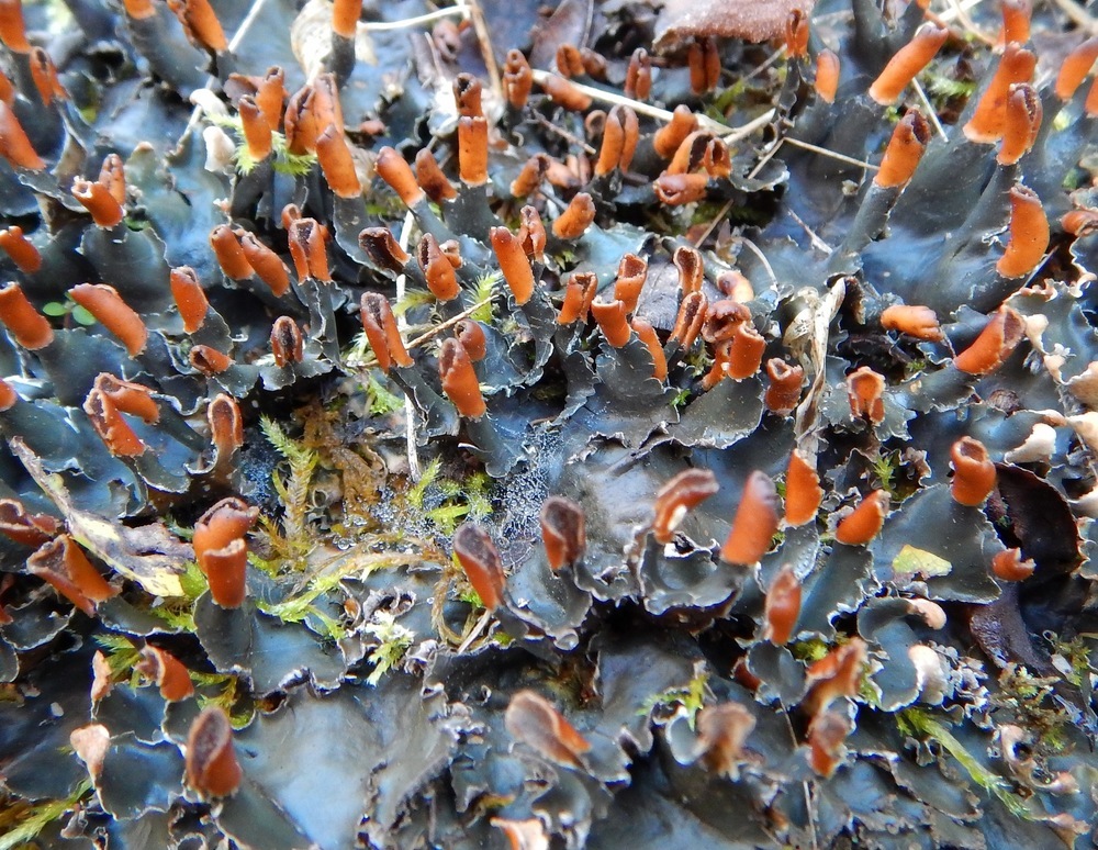 Peltigera polydactylon (Many-fruited pelt lichen) | Humboldt Life ...