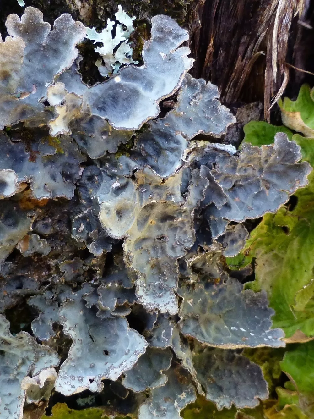 Lobarina scrobiculata (Textured lung lichen) | Humboldt Life | Lost ...