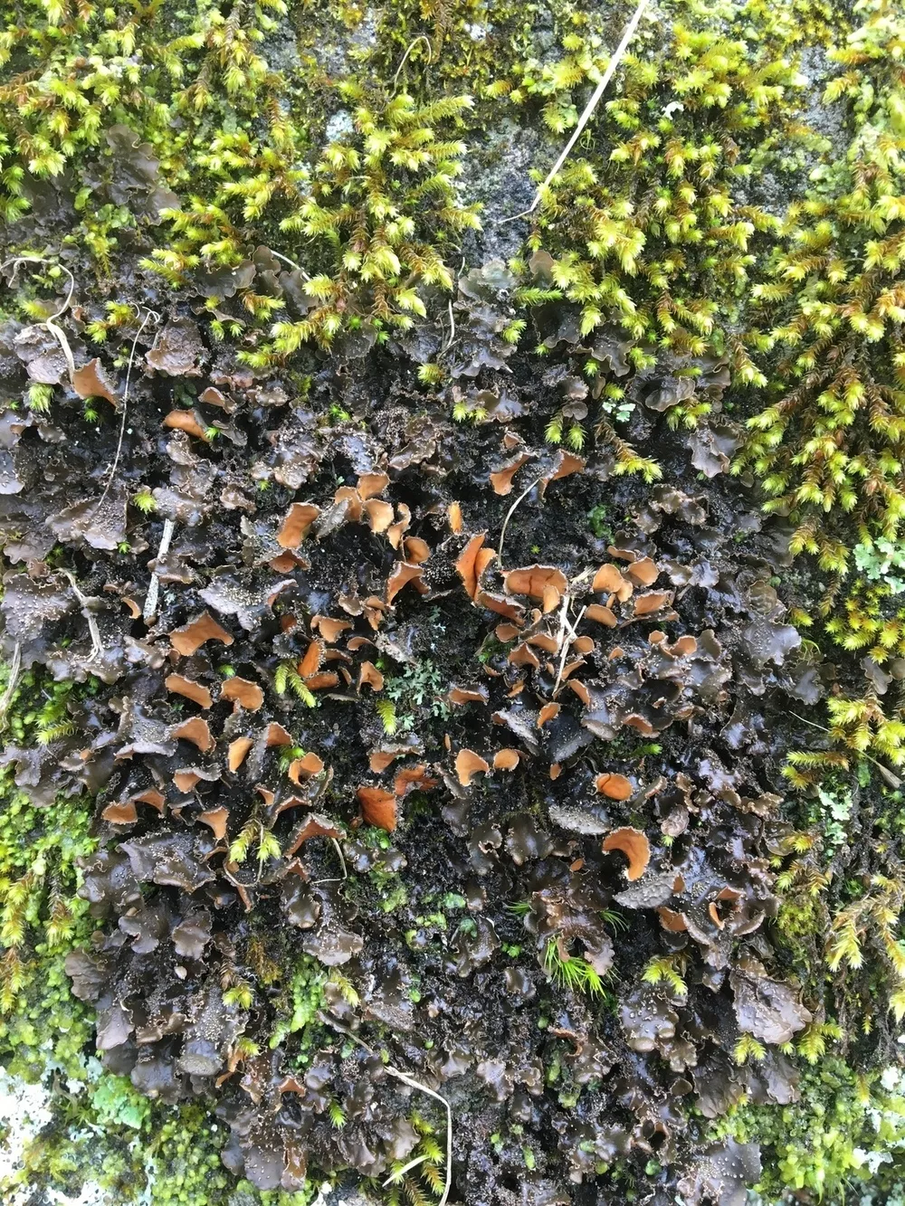 Nephroma helveticum (Fringed kidney lichen) | Humboldt Life | Lost ...