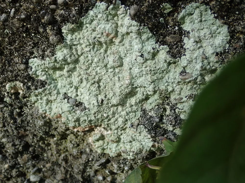 Lepraria finkii (Fluffy dust lichen) | Humboldt Life | Lost Coast ...
