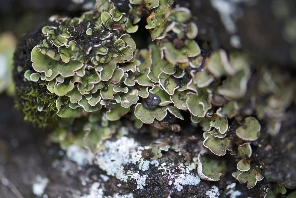 Psoraceae (Scale lichens and allies) | Humboldt Life | Lost Coast ...
