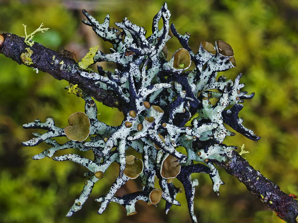 Hypogymnia imshaugii (Imshaug's tube lichen) | Humboldt Life | Lost ...