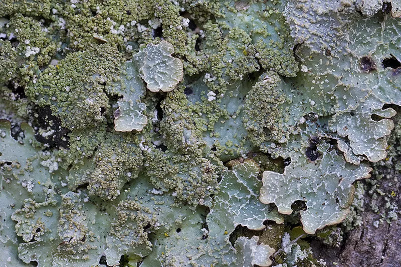 Lecanoromycetes (Common lichens) | Humboldt Life | Lost Coast Outpost ...