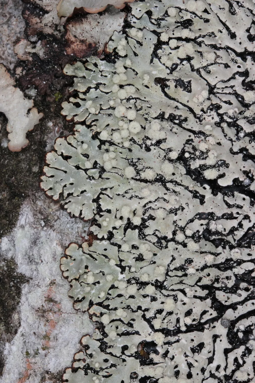 Menegazzia terebrata (Port-hole lichen) | Humboldt Life | Lost Coast ...