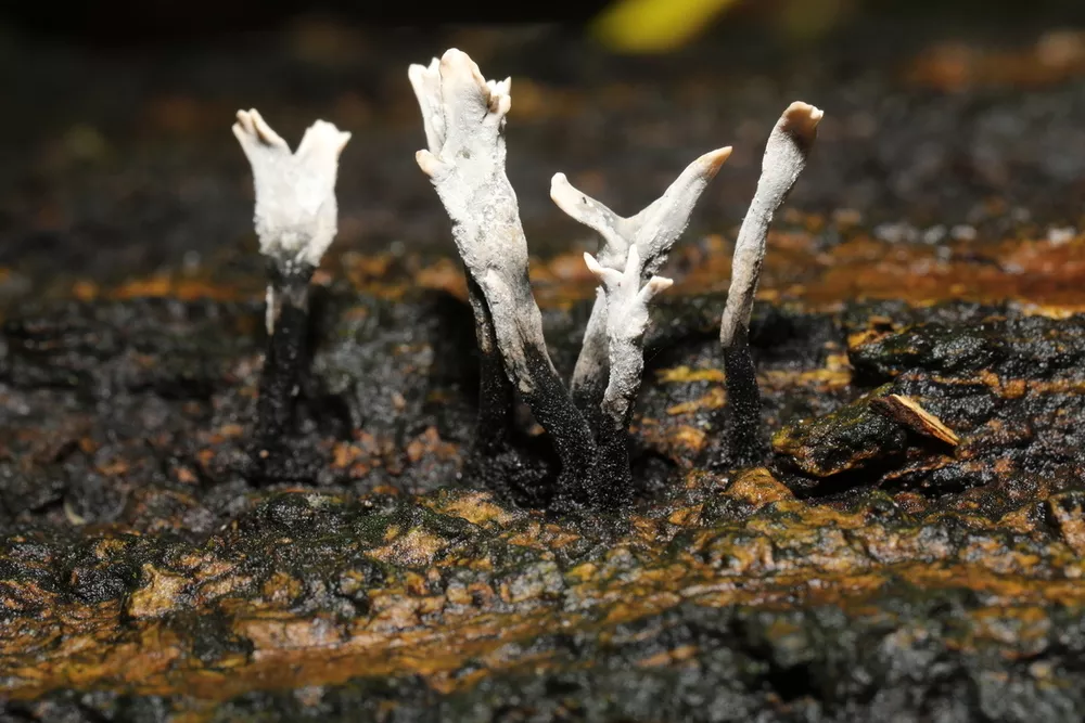 Xylaria hypoxylon | Humboldt Life | Lost Coast Outpost | Humboldt ...