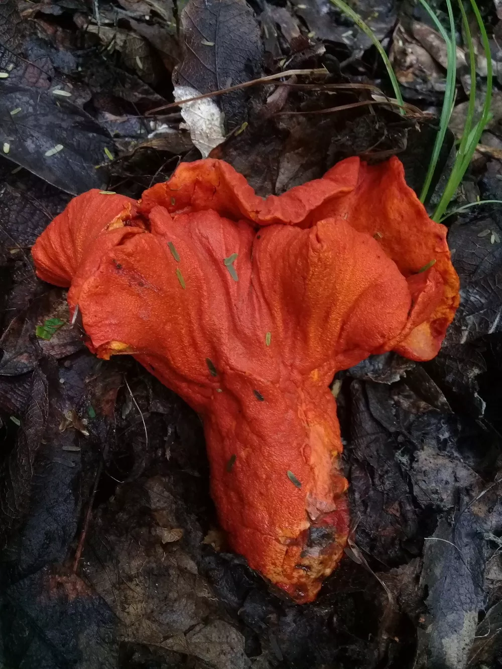 Hypomyces lactifluorum (Lobster mushroom) | Humboldt Life | Lost Coast ...