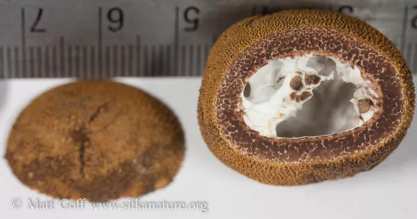 Elaphomyces muricatus (Marbled false truffle) | Humboldt Life | Lost ...
