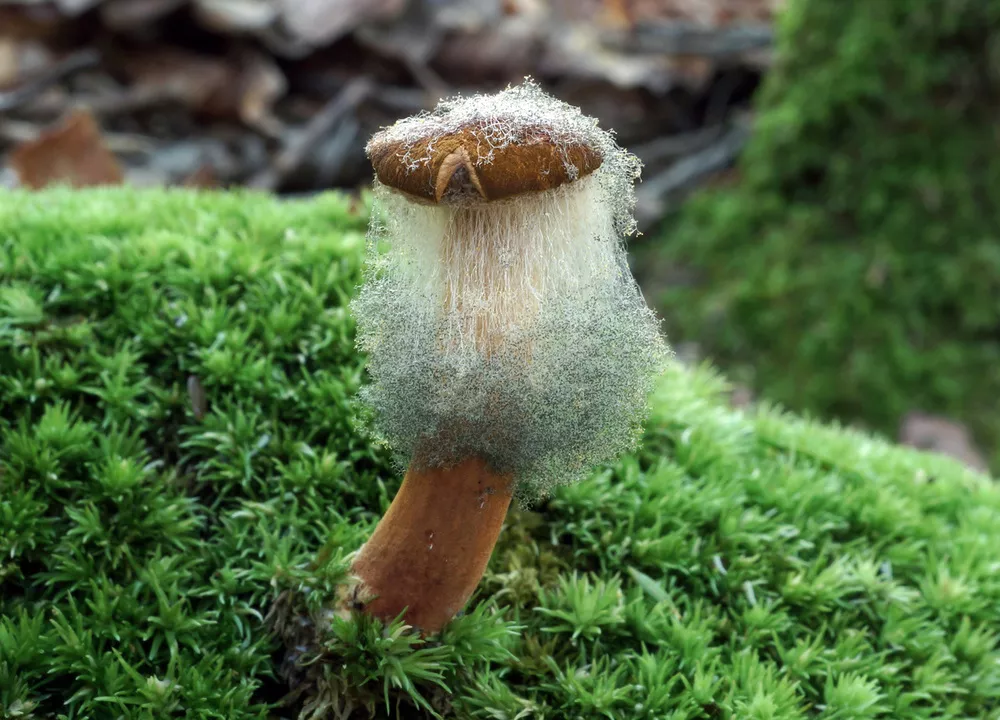 Zygomycota (Zygote fungi) | Humboldt Life | Lost Coast Outpost ...