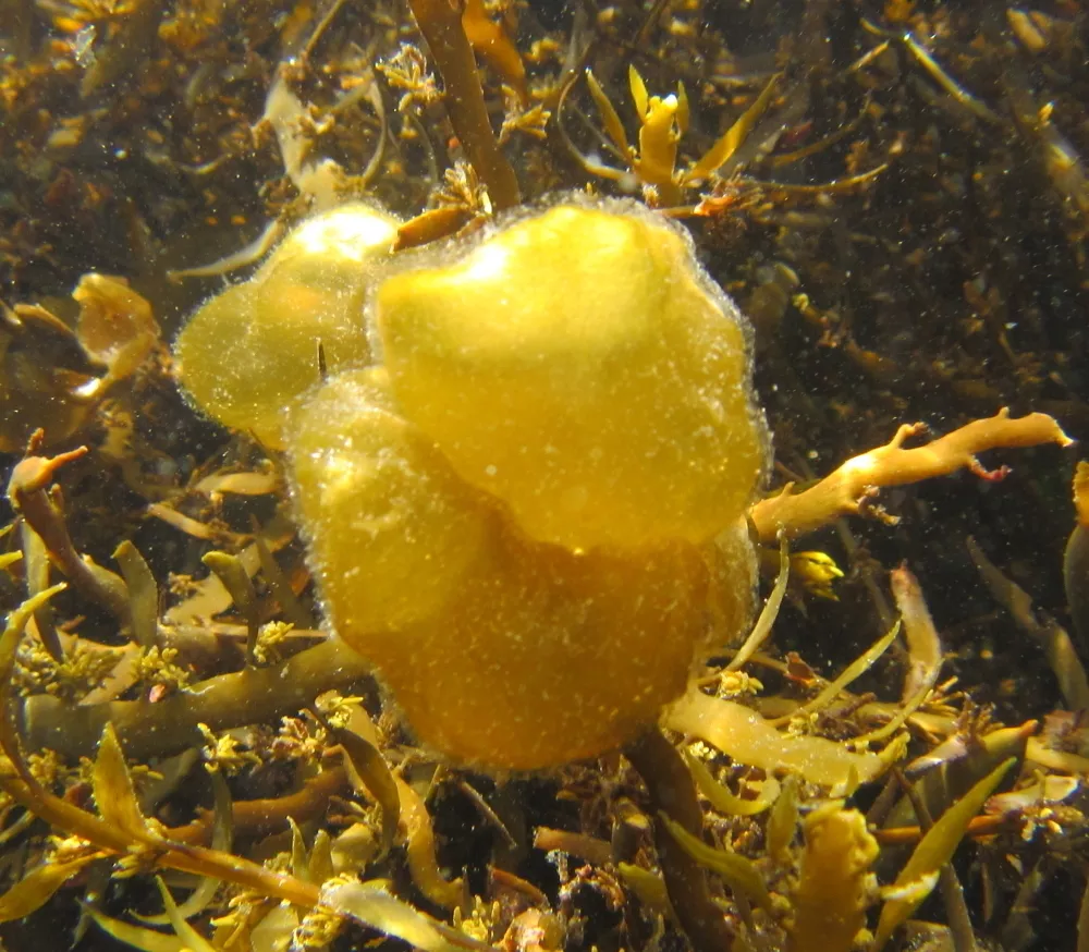 Colpomenia (Puff-ball algae) | Humboldt Life | Lost Coast Outpost ...
