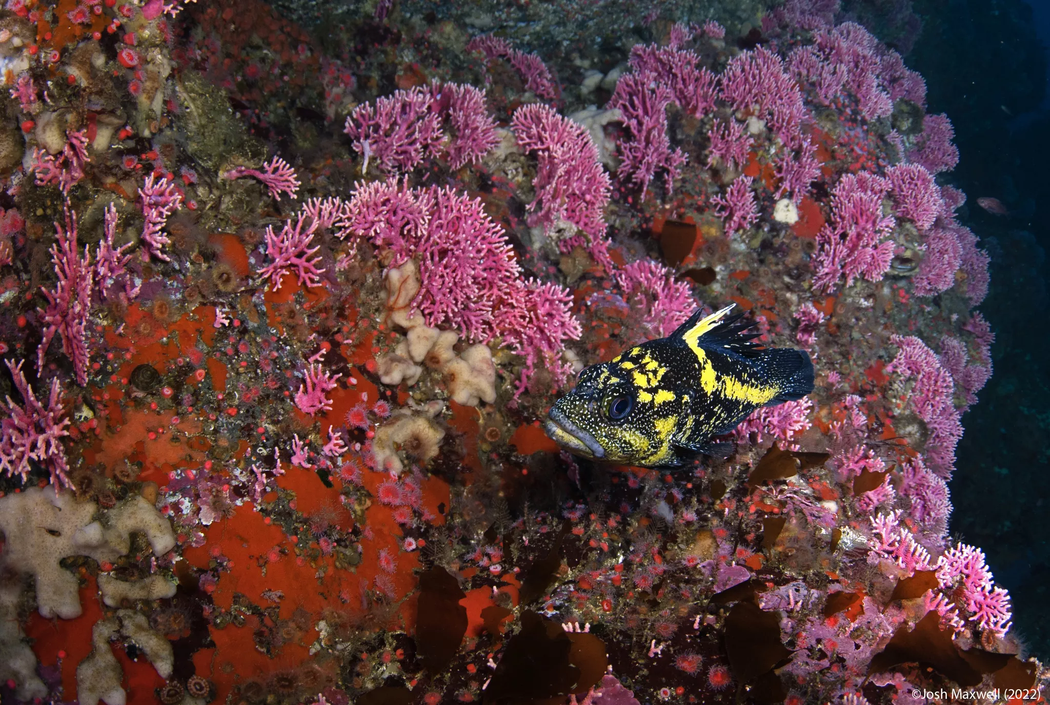 Sebastes nebulosus (China rockfish) | Humboldt Life | Lost Coast ...