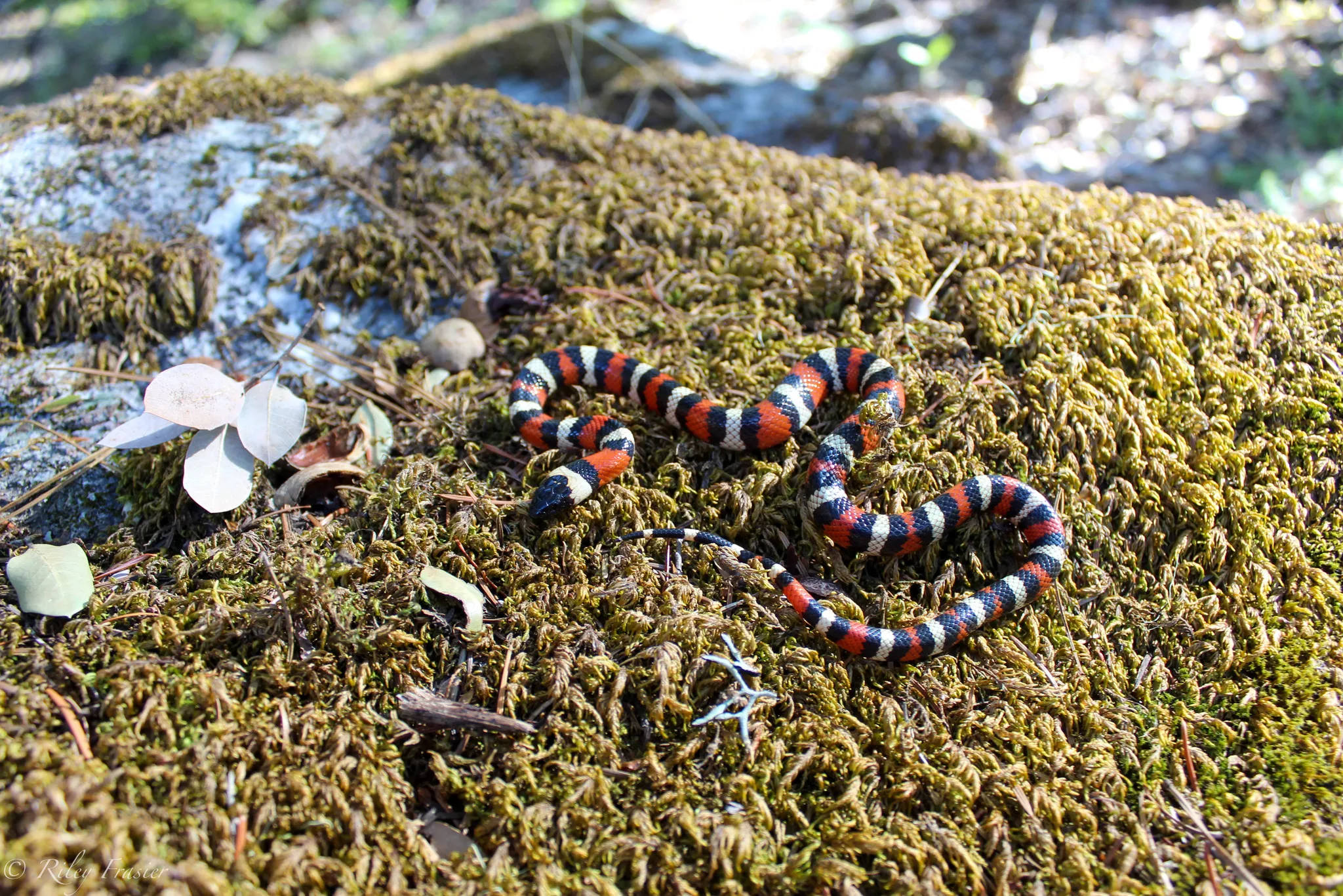 Lampropeltis zonata (California mountain kingsnake) | Humboldt Life ...