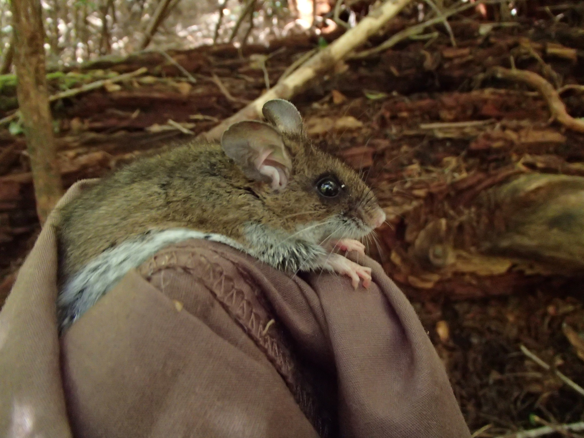 Peromyscus truei (Pinyon mouse) | Humboldt Life | Lost Coast Outpost ...