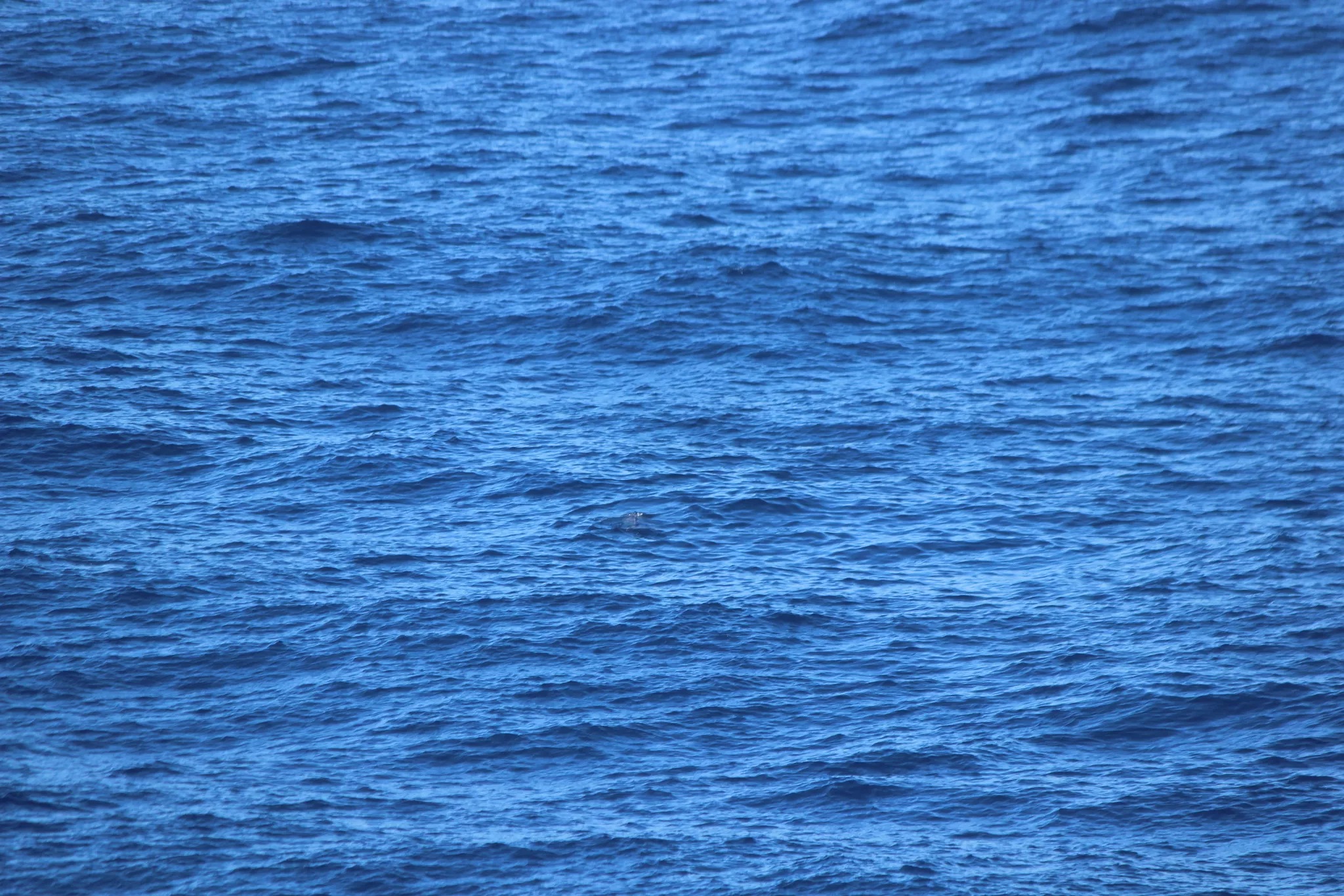 Ziphius cavirostris (Cuvier's beaked whale) | Humboldt Life | Lost ...