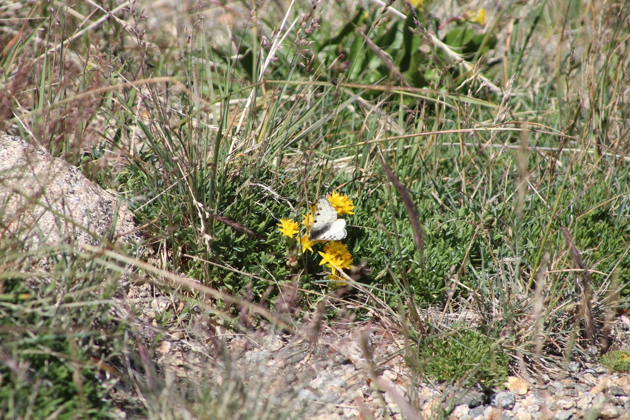 Parnassius smintheus (Rocky mountain parnassian) | Humboldt Life | Lost ...
