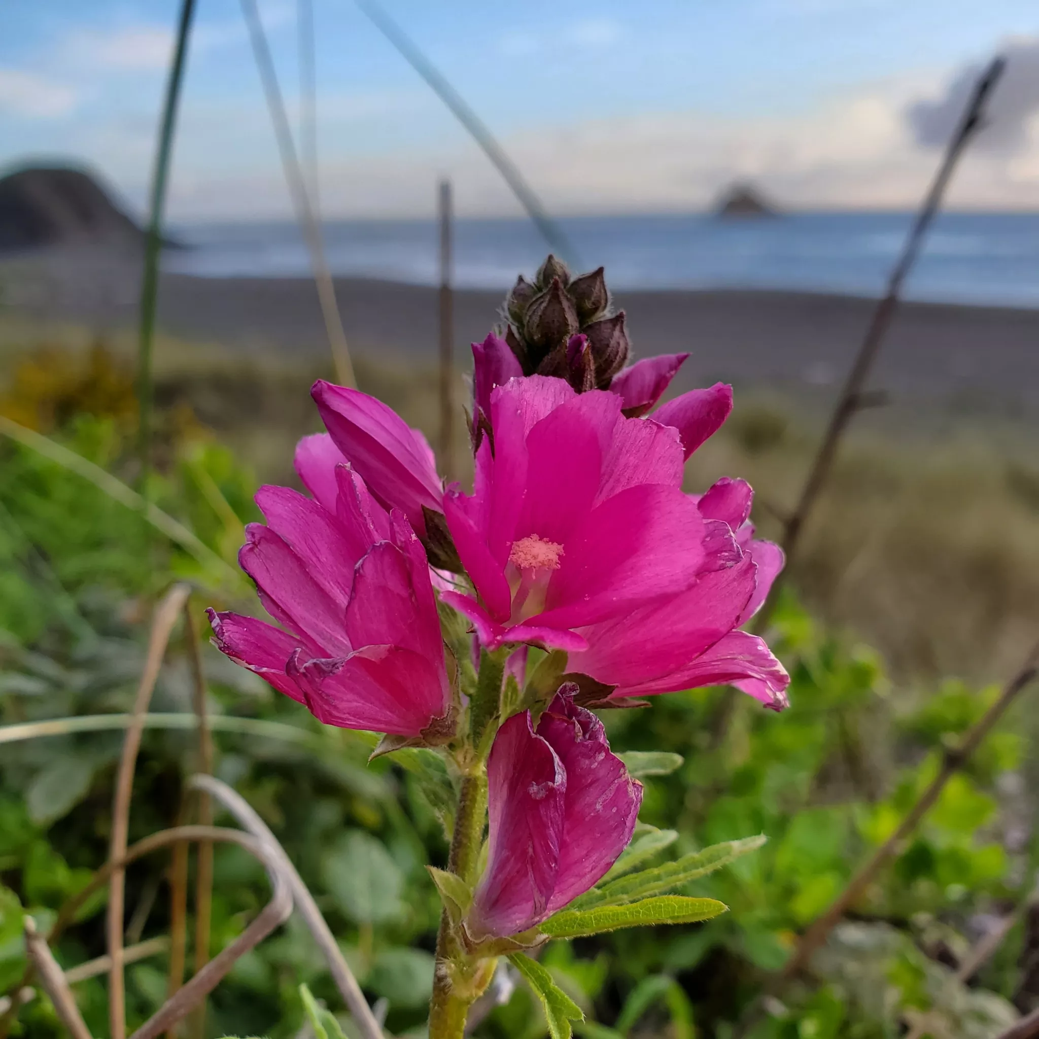 Sidalcea malviflora patula (Siskiyou checkerbloom) | Humboldt Life ...
