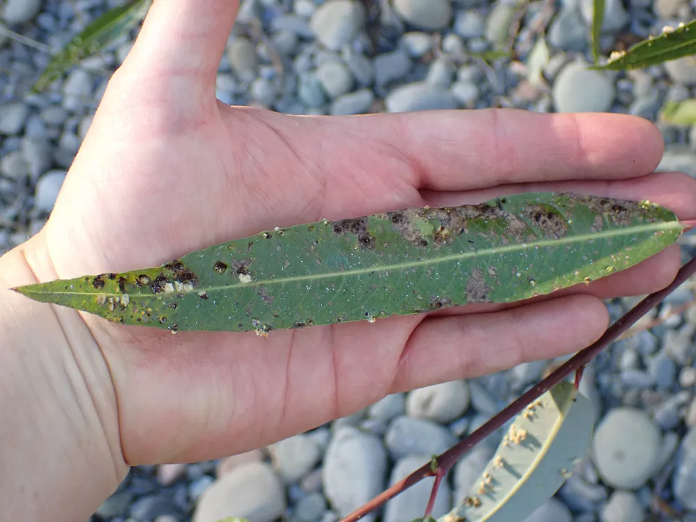 Aculus tetanothrix (Willow bead gall mite) | Humboldt Life | Lost Coast ...