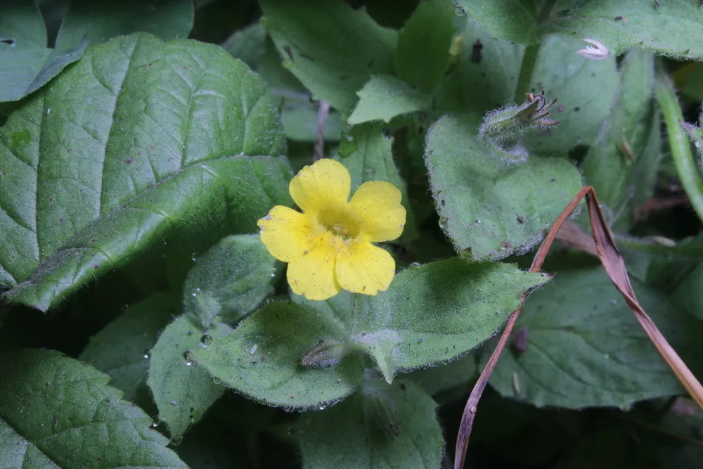 Erythranthe ptilota (Muskflower) | Humboldt Life | Lost Coast Outpost ...