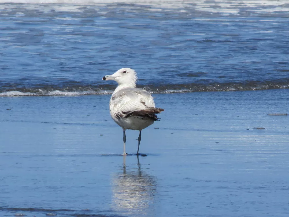 Larus californicus (California gull) | Humboldt Life | Lost Coast ...