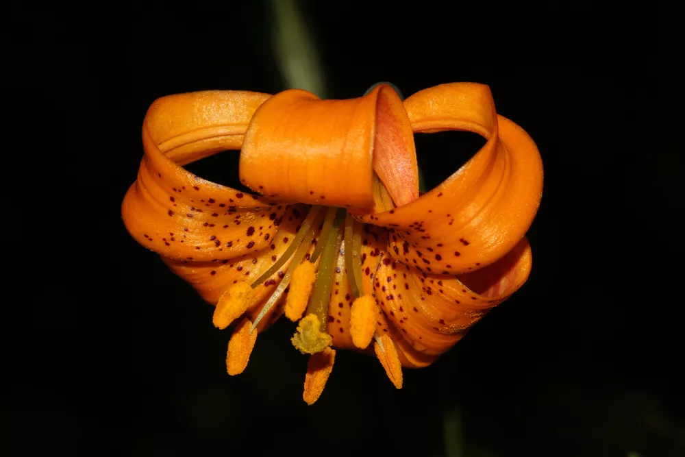 Lilioideae (True lily subfamily) | Humboldt Life | Lost Coast Outpost ...