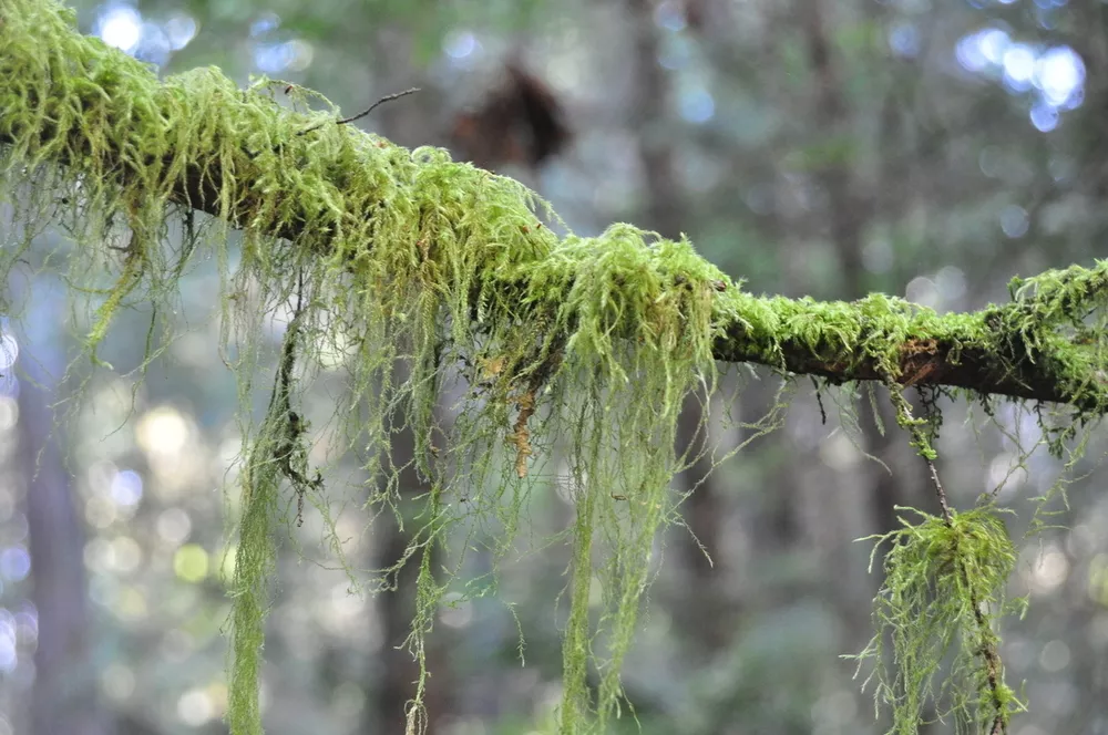 Pseudisothecium stoloniferum (Cat's tail moss) | Humboldt Life | Lost ...
