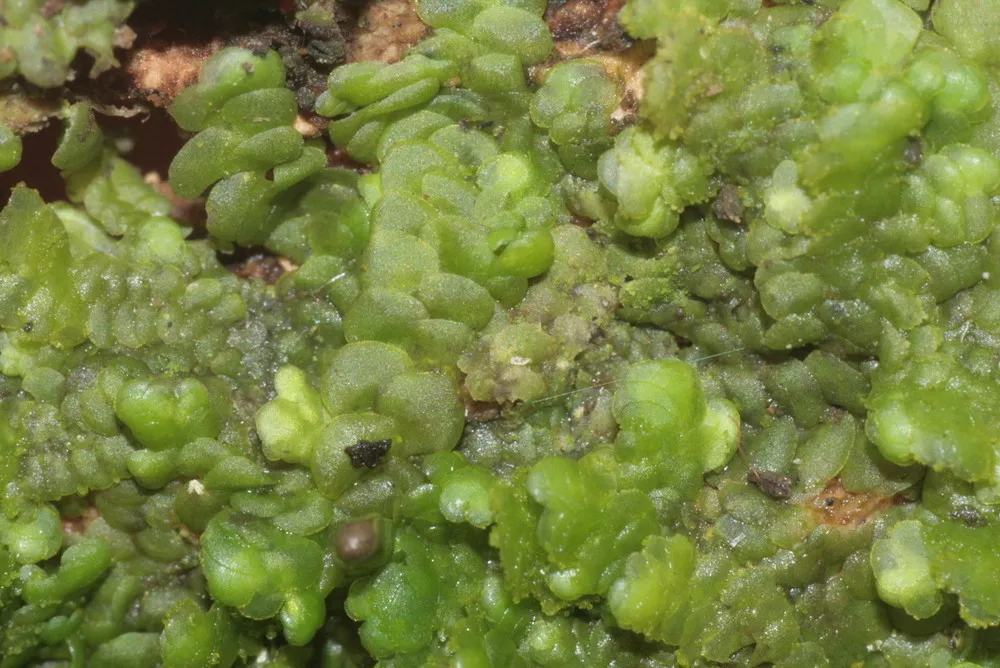 Jungermanniopsida (Leafy liverworts) | Humboldt Life | Lost Coast ...