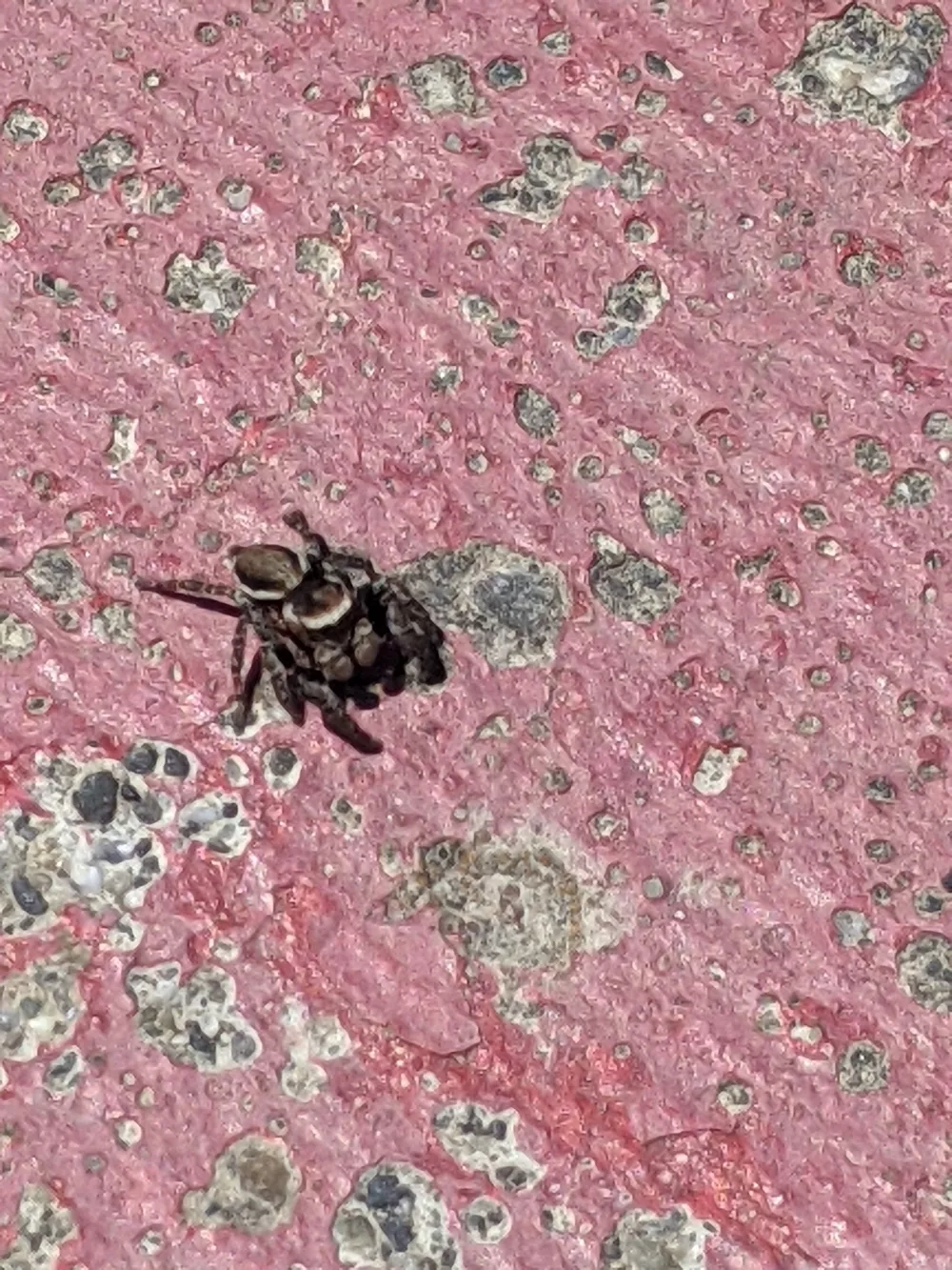 Evarcha (Evarcha jumping spiders) | Humboldt Life | Lost Coast Outpost ...
